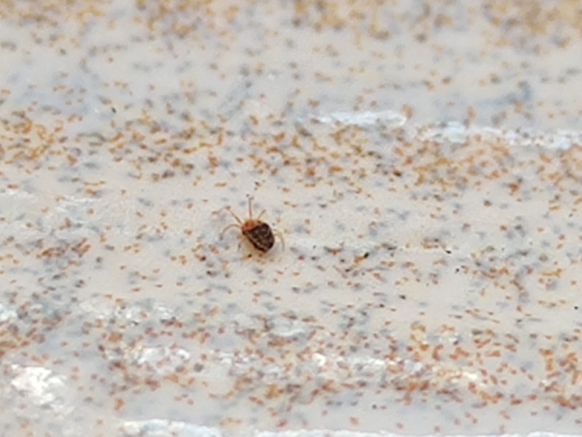 Warning - contains pics of bugs! Can anybody identify this mite/bug ...