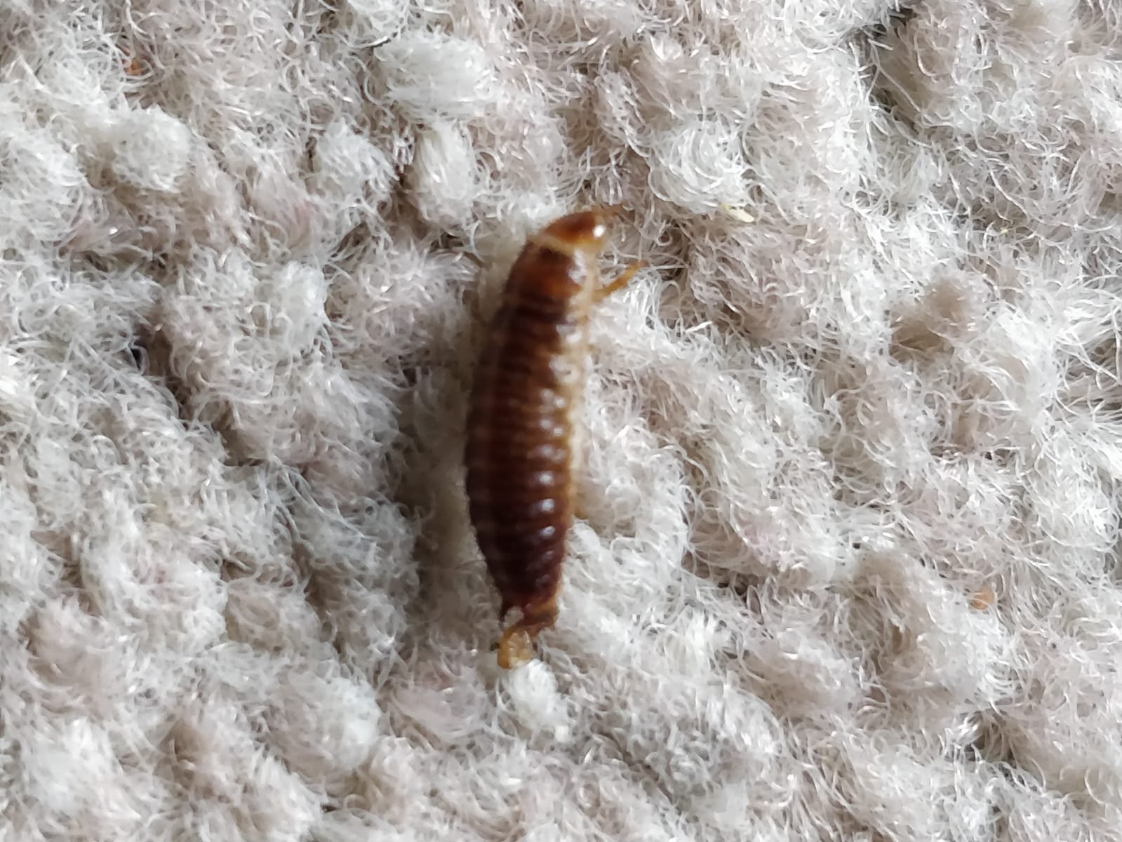 Pest control - Help to Identify this worm! — MoneySavingExpert Forum