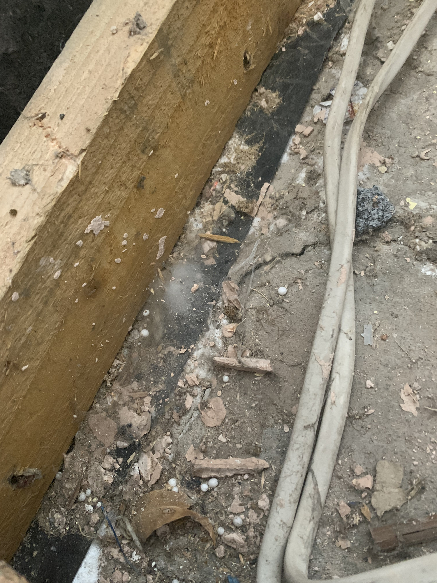 Does this look like dry rot? — MoneySavingExpert Forum