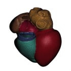 LS-DYNA heart modelers — Ansys Developer