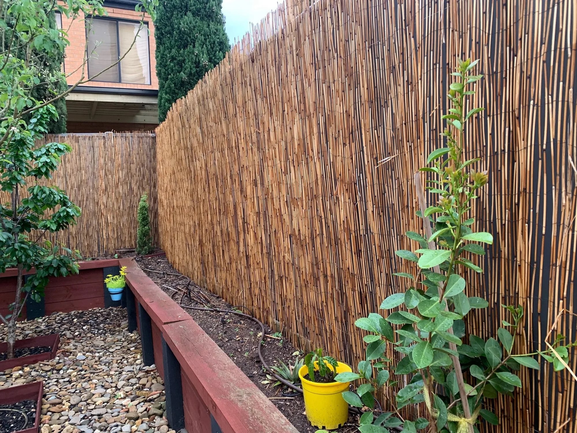 Bamboo screening to cover Colorbond fence - Bunnings Workshop community