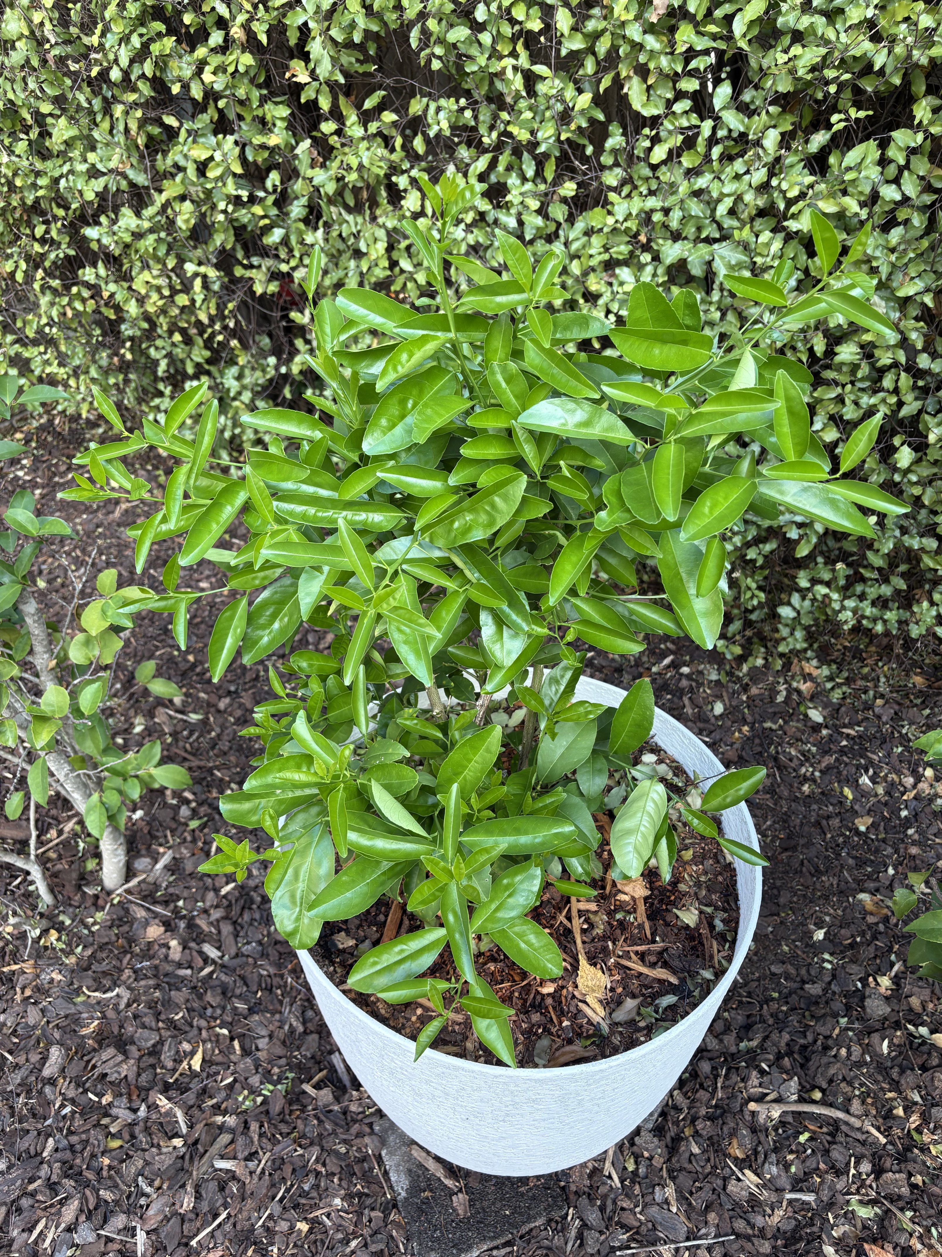 How to treat sick dwarf citrus tree? - Bunnings Workshop community