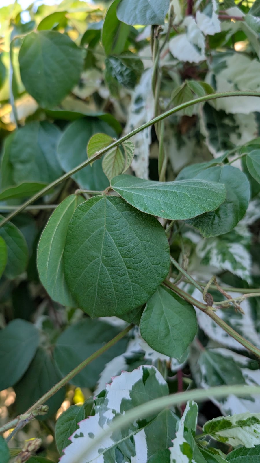How to identify and kill climbing weed? - Bunnings Workshop community