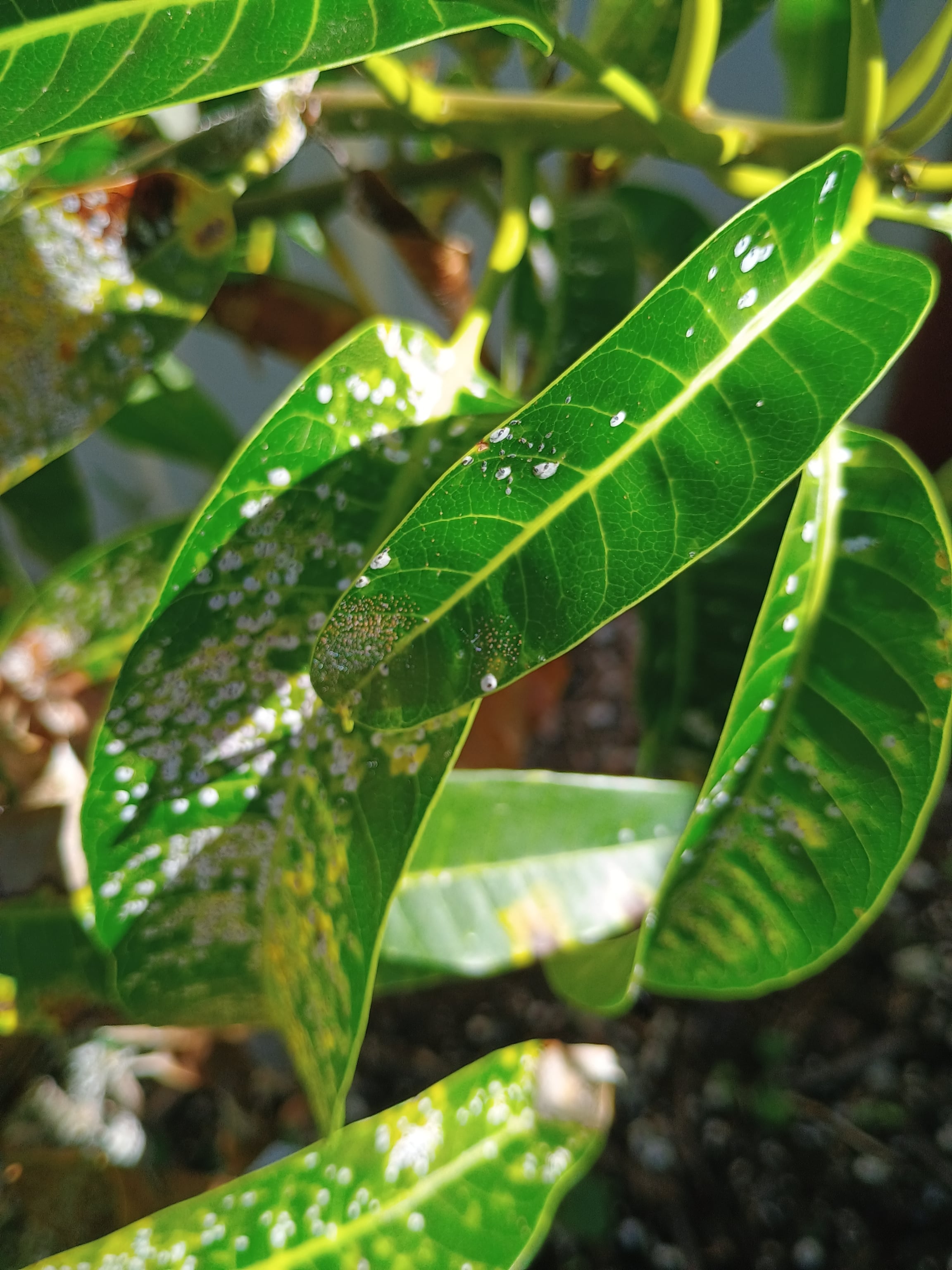 How to treat white spots on mango plant leaves? - Bunnings Workshop ...