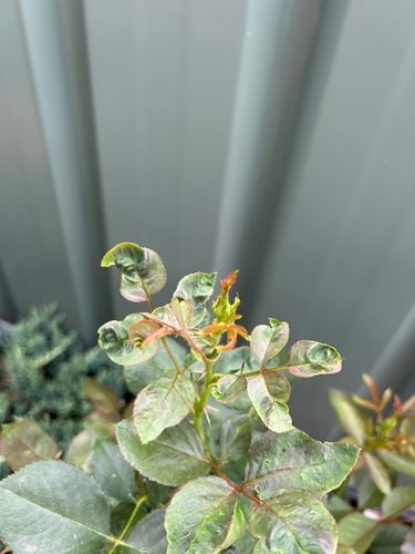 How to treat rose leaves curling? - Bunnings Workshop community