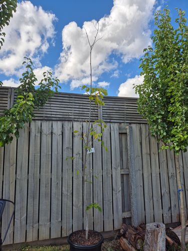 How to revive English elm tree? - Bunnings Workshop community
