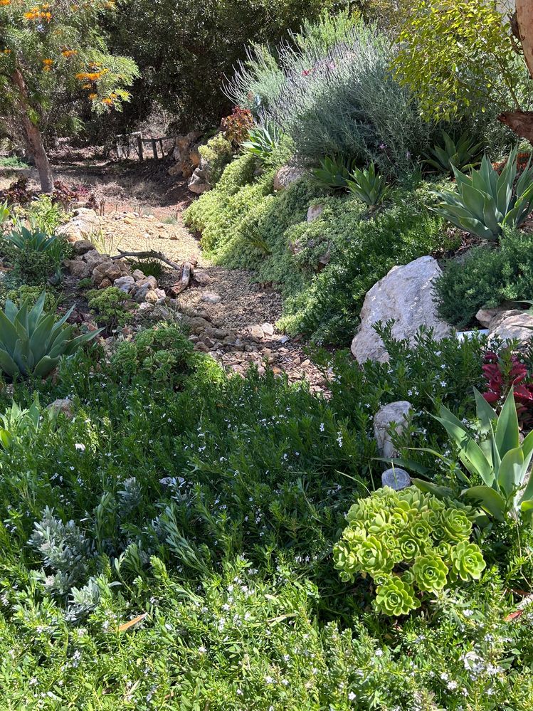 Verge planting and landscaping - Bunnings Workshop community