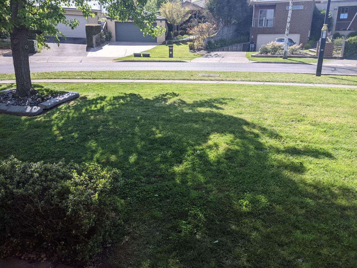 Converting front lawn to wild life garden - Bunnings Workshop community