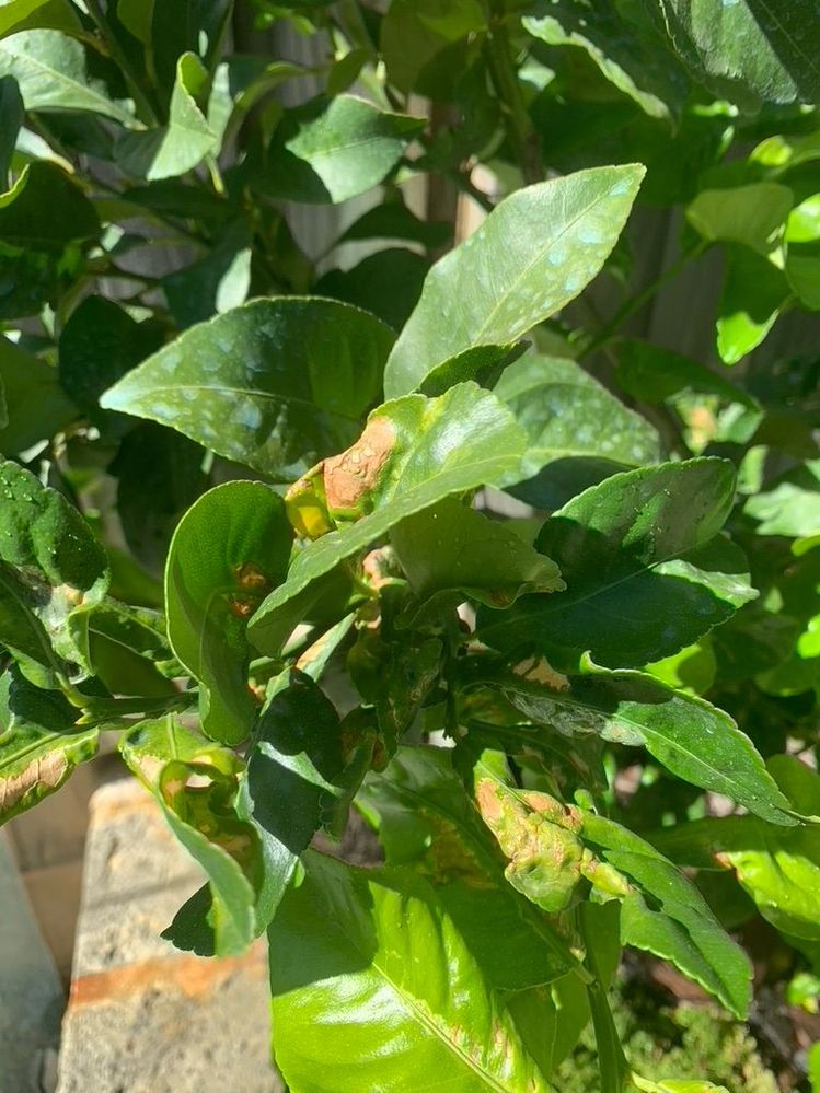 What's wrong with my citrus trees? - Bunnings Workshop community
