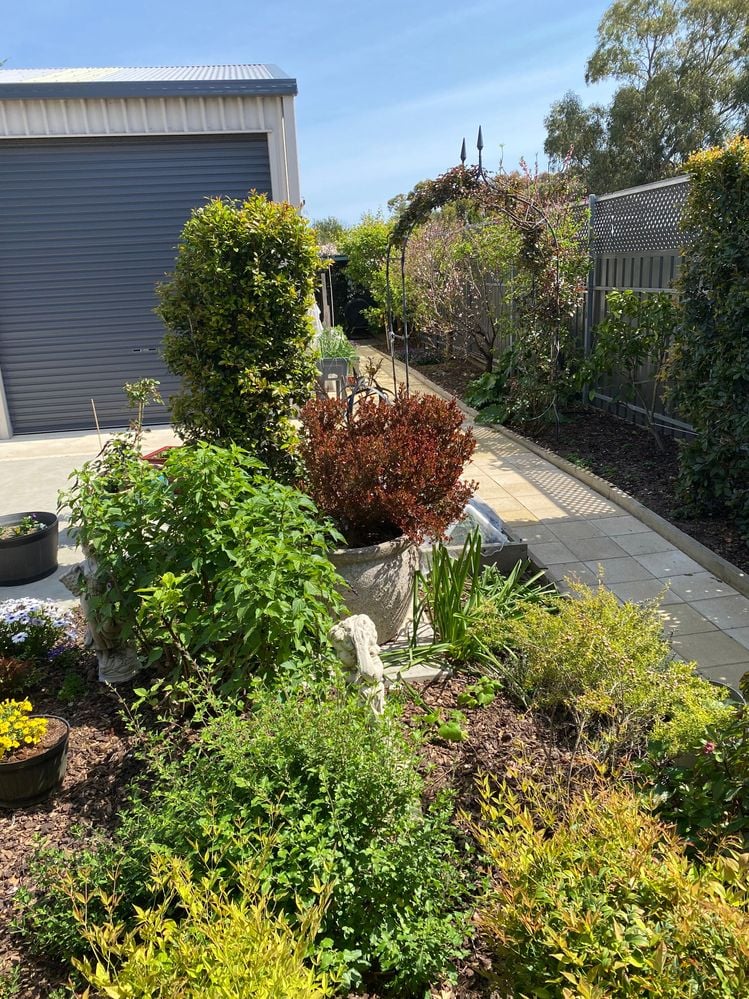 Backyard makeover with paving and fruit trees - Bunnings Workshop community