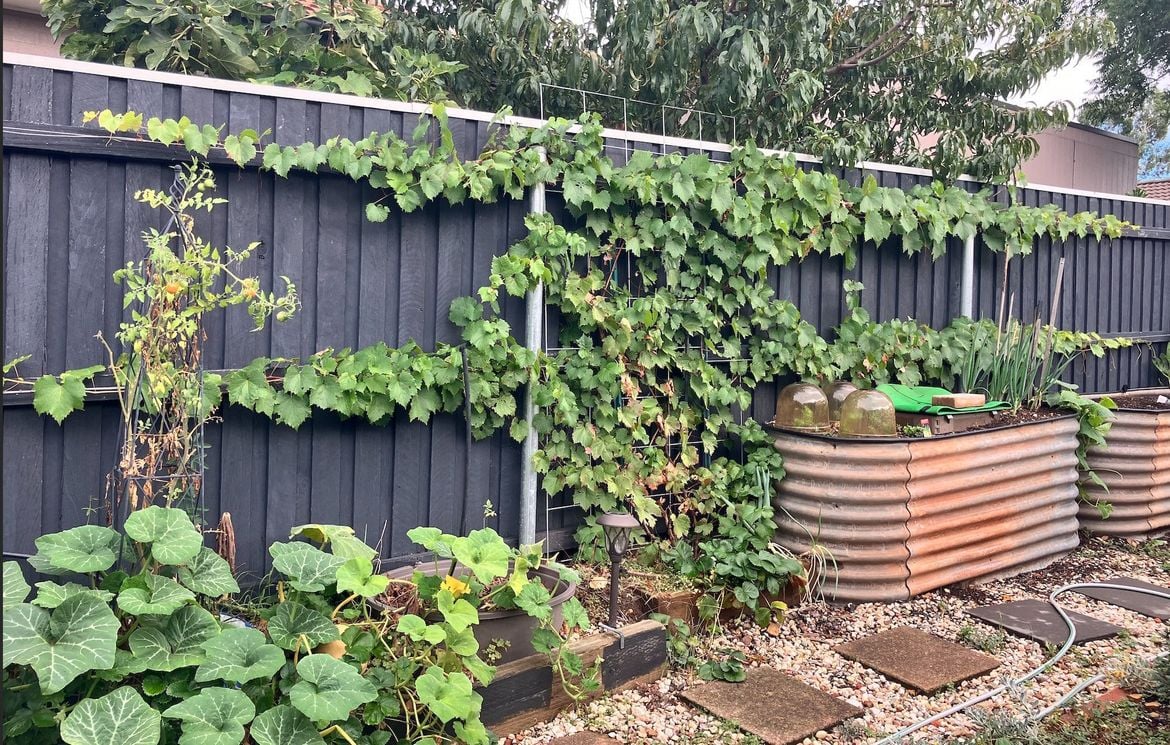 Grapevine to screen a fence - Bunnings Workshop community