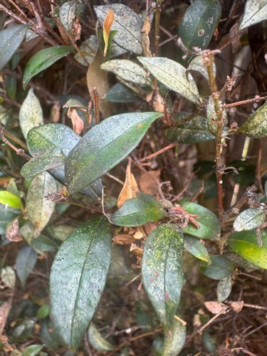 How to treat a Sick Lilly Pilly? - Bunnings Workshop community