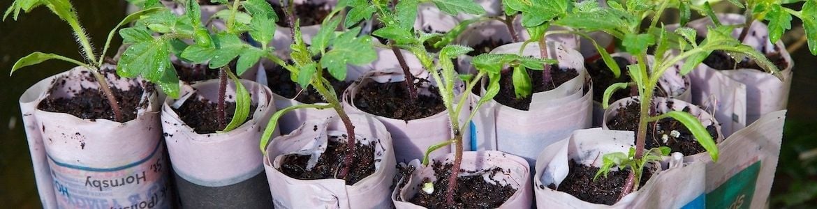 How to make seed pots using paper - Bunnings Workshop community