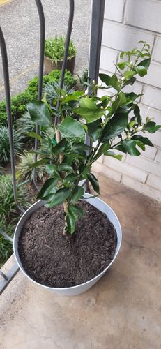 How to save lime tree from curling and bugs? - Bunnings Workshop community