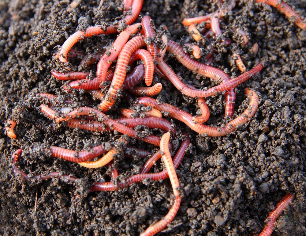 My worms died :( - Bunnings Workshop community