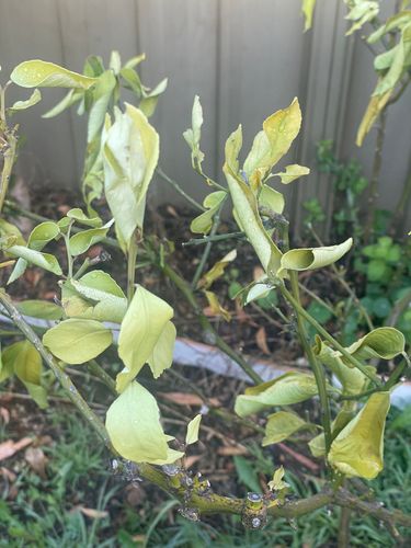 How to revive lemon tree with leaf curl? - Bunnings Workshop community