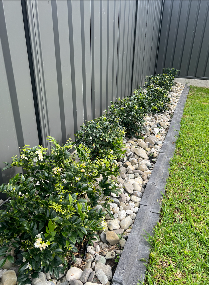 How to grow Murraya into a tall hedge? - Bunnings Workshop community