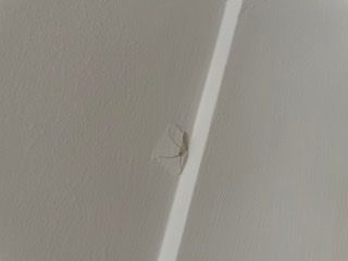 How to fix bulges and cracks on ceiling? - Bunnings Workshop community