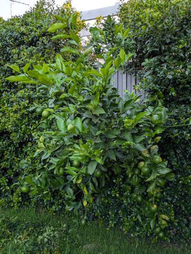 How to fix a leaning lemon tree? - Bunnings Workshop community