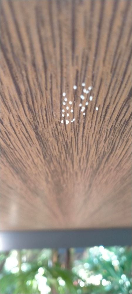 Help identifying unusual spores - Bunnings Workshop community