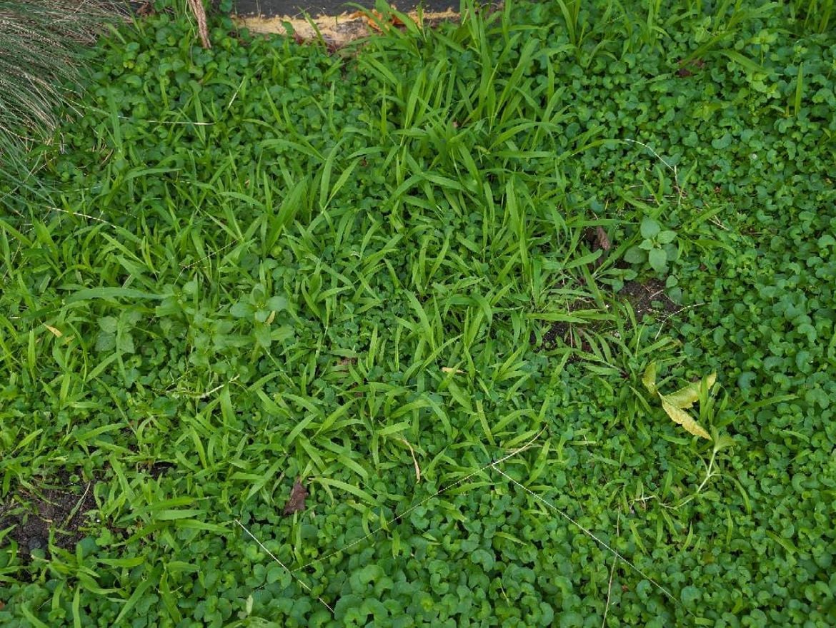 How to remove grass sprouting among ground cover? - Bunnings Workshop ...