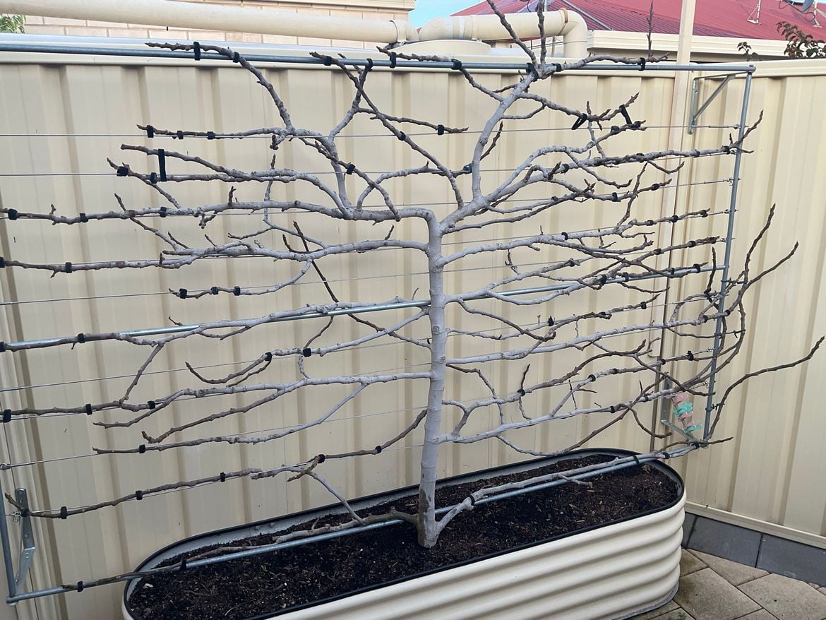 Fig tree espalier to screen Colorbond fence - Bunnings Workshop community
