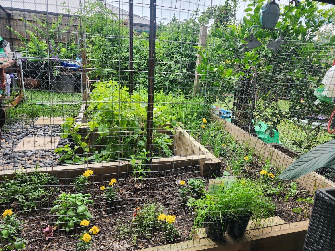 Vegetable garden - Bunnings Workshop community