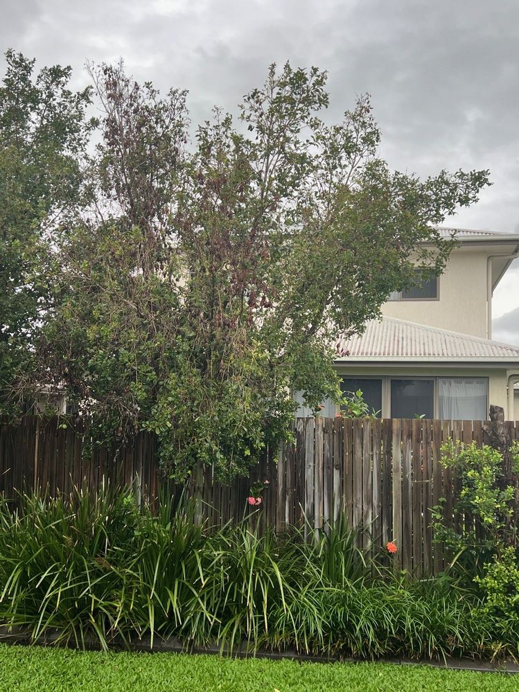 How to stop Lilly Pilly dying? - Bunnings Workshop community