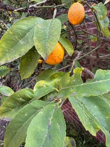 How to treat lemon tree with brown spots? - Bunnings Workshop community