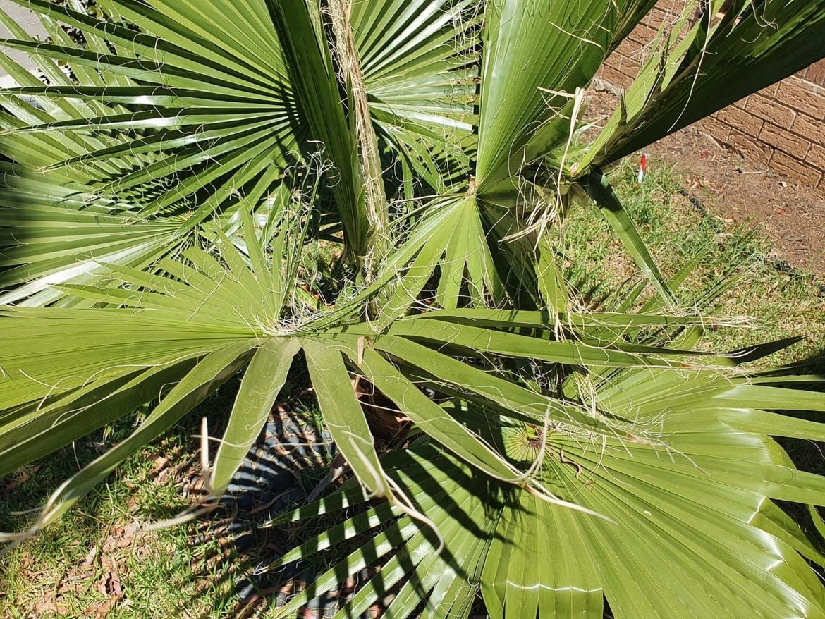 Why are my palm leaves getting shredded? - Bunnings Workshop community