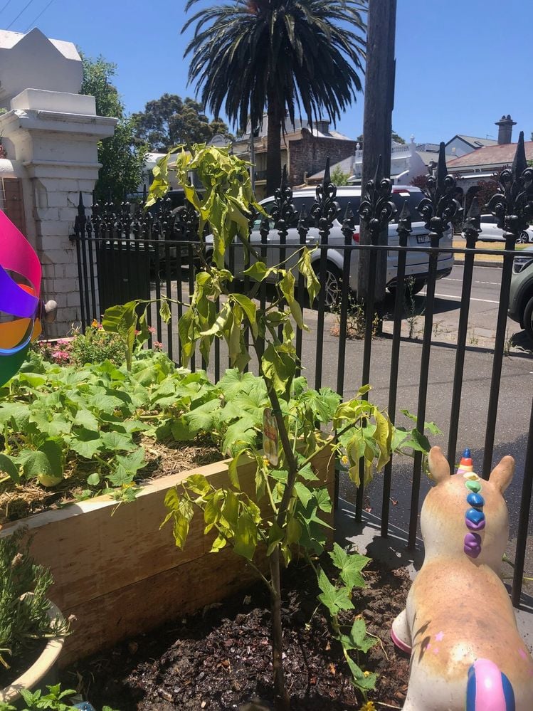 How to revive newly planted lemon tree curling and drooping? - Bunnings ...