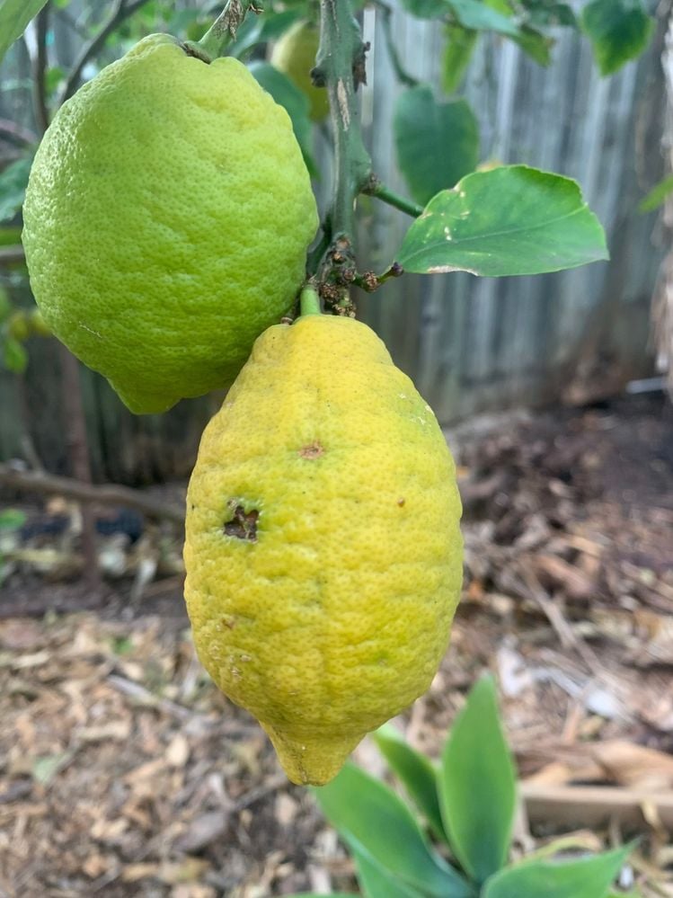Lemons not ripening and fall off tree - Bunnings Workshop community