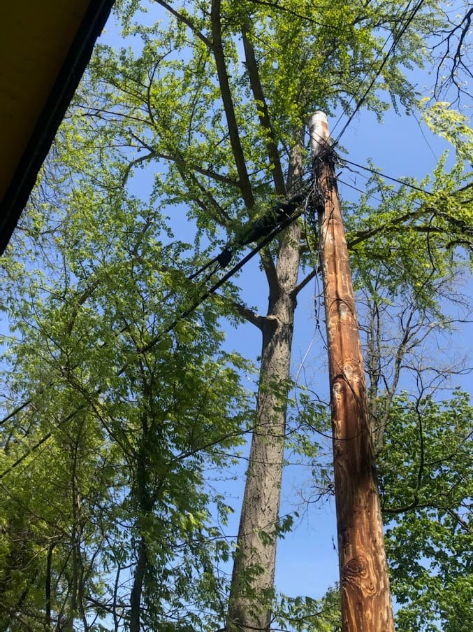 Should we be concerned about trees growing around wires? - verizon